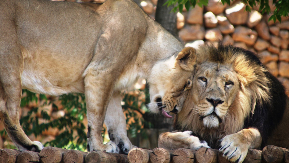 בגן החיות התנ"כי שותפים של הטבע | FAMILY GO